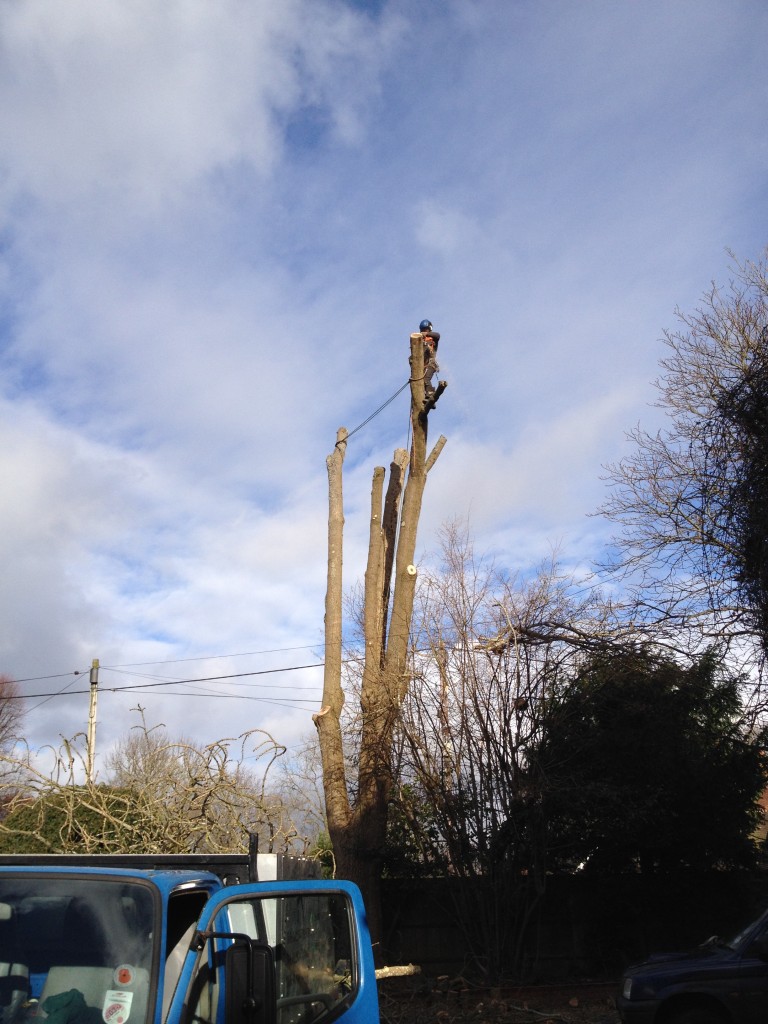 Large Ash tree fell-Burgess Hill